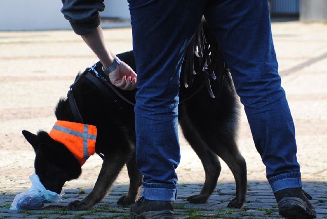 Hundeschule eigenArt - Gabi Ritter, Hundetrainer Lage, Hundeschule Lage ...